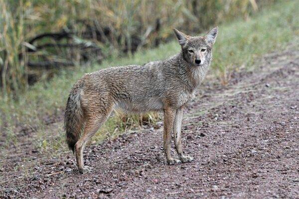 The Dangers from Coyotes To your Pets In The spring - CURIOUS COYOTE ...